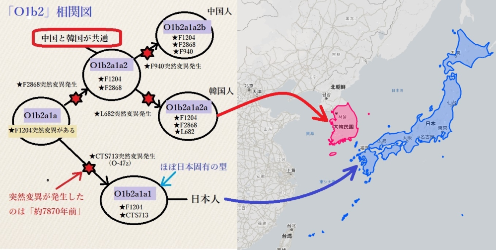【中国大陸からの渡来人】Y染色体ハプログループ「O1b2」系を「... - 教えて！しごとの先生｜Yahoo!しごとカタログ