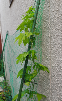 ゴーヤーはどこまで伸び続けるのでしょうか？今は2mくらいです。いつにな... - Yahoo!知恵袋