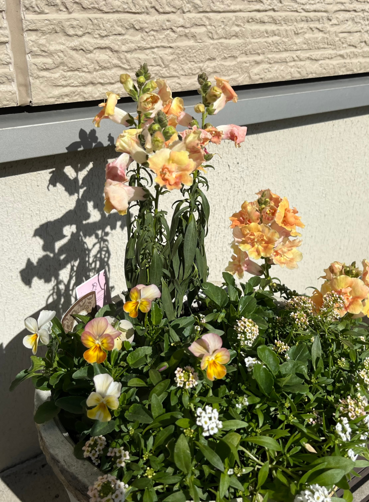 金魚草を寄せ植えしたのですが、植えて一週間ほどで葉がしおれて 金魚草を寄せ植えしたのですが、植えて一週間ほどで葉がしおれて