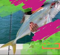 魚の名前を教えてください。 - 黄色い線と胸鰭の間に隙間が無い... - Yahoo!知恵袋