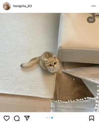 instagramの猫ついて質問です。hongcha_83というインスタ... - Yahoo!知恵袋
