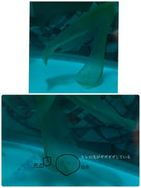 助けてください(;;)https://detail.chieb... - Yahoo!知恵袋