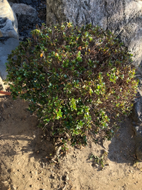 先ほど以下の質問をした者です。https://detail.chiebu... - Yahoo!知恵袋