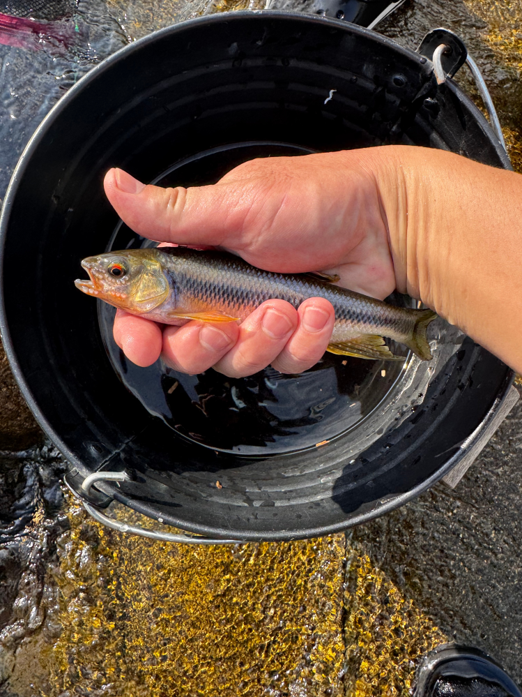 質問です。LSJに使う4000番ぐらいのリールを買おうと思っ... - Yahoo!知恵袋