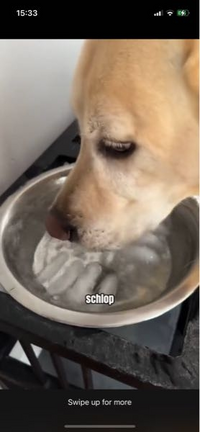 海外ネットミーム、schlopについて犬が水を飲む時の擬音（？）としてこの... - Yahoo!知恵袋