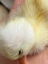 アヒルの雛ってこんなに白いんですか？2羽目に孵化した子が白すぎてビビってま... - Yahoo!知恵袋