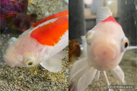 以前こちらの質問をしたものです。https://detail.chiebu... - Yahoo!知恵袋