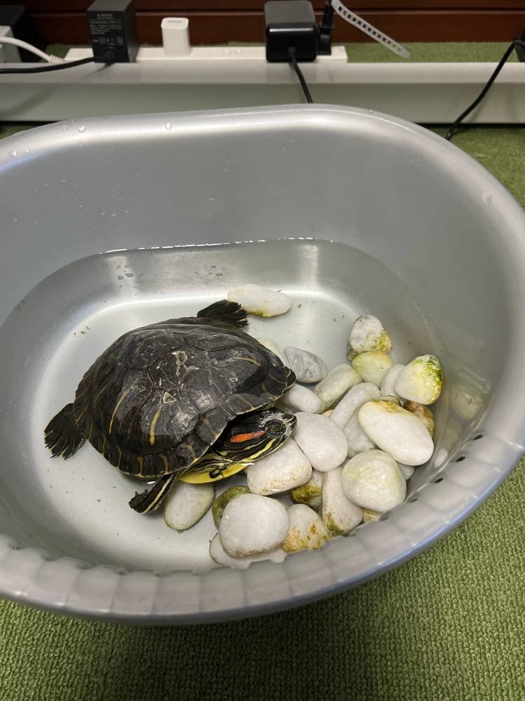 ミドリガメの寿命についての質問です。 - 我が家には31歳になるミドリガメの女... - Yahoo!知恵袋