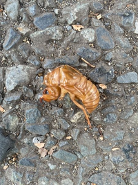 セミの種類とオスなのかメスなのか教えてください - クマゼミに見えま... - Yahoo!知恵袋