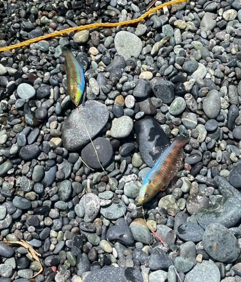 質問です。LSJに使う4000番ぐらいのリールを買おうと思っ... - Yahoo!知恵袋