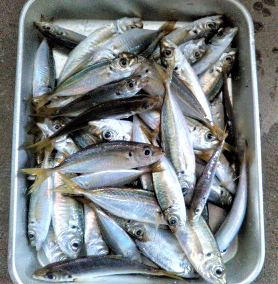 今、堤防でサビキ釣りしてんですけど、アジ釣りたいのに小さなサバばかり釣れてます... - Yahoo!知恵袋